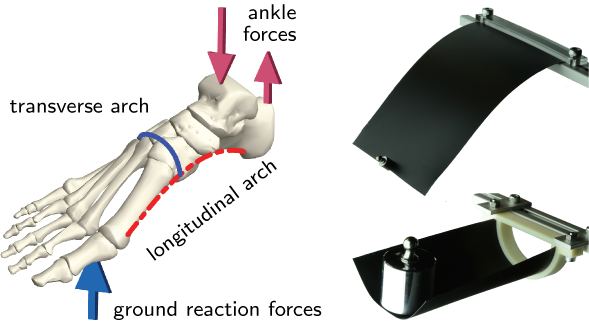 Arched Foot – Biomechanics and physics of foot arches